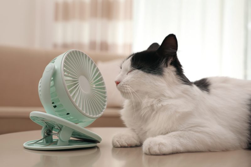 Beat the Heat: Pet Heat Safety Tips - Veterinarian in Lagrangeville ...